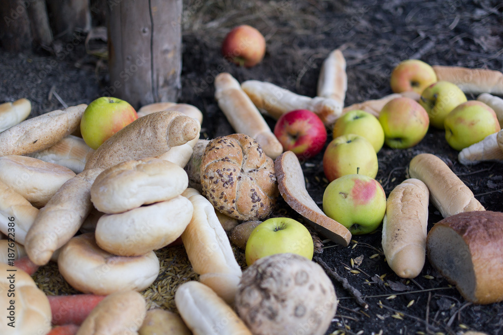 Food for feeding animal in the forest or farm. Vegetable, fruit, baked ...