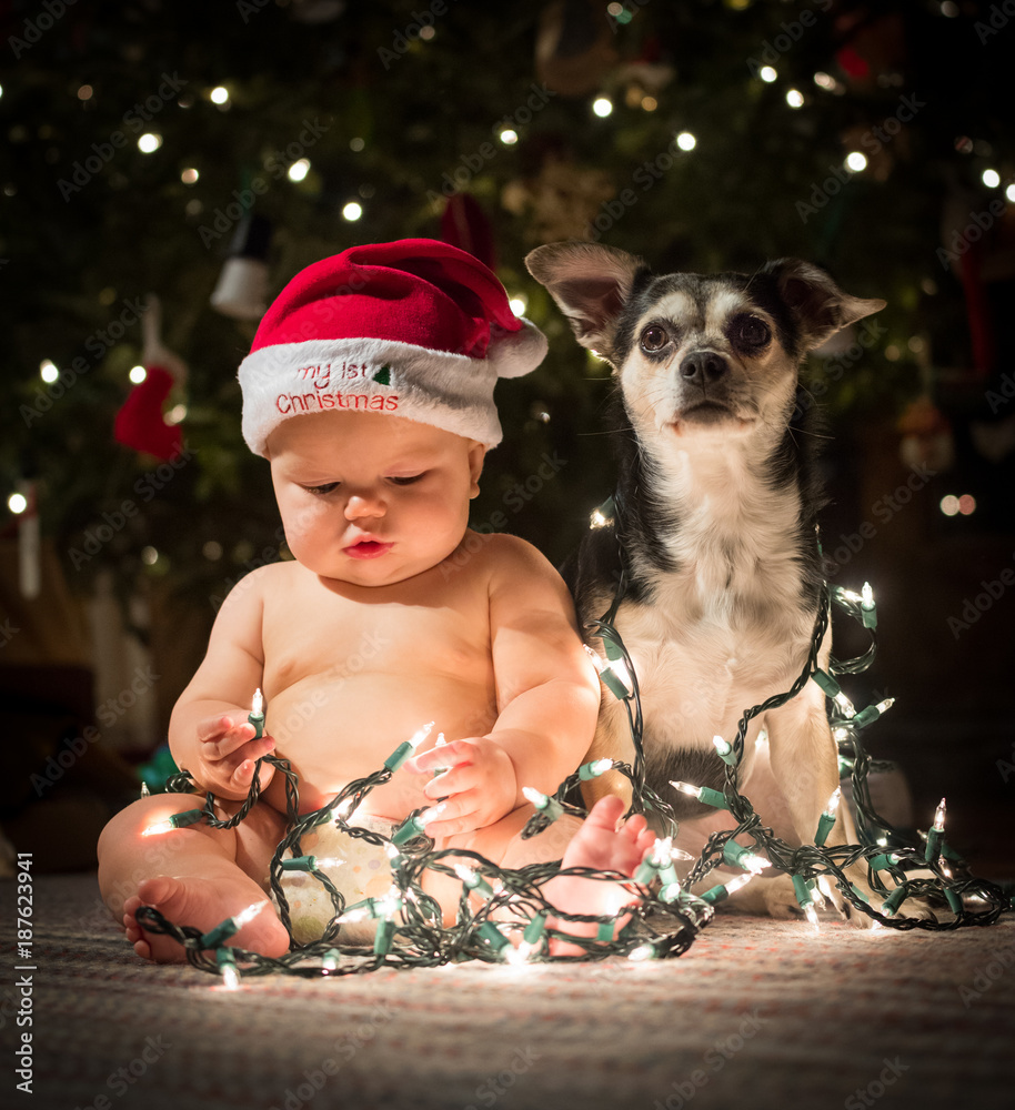 Dog Christmas Photography