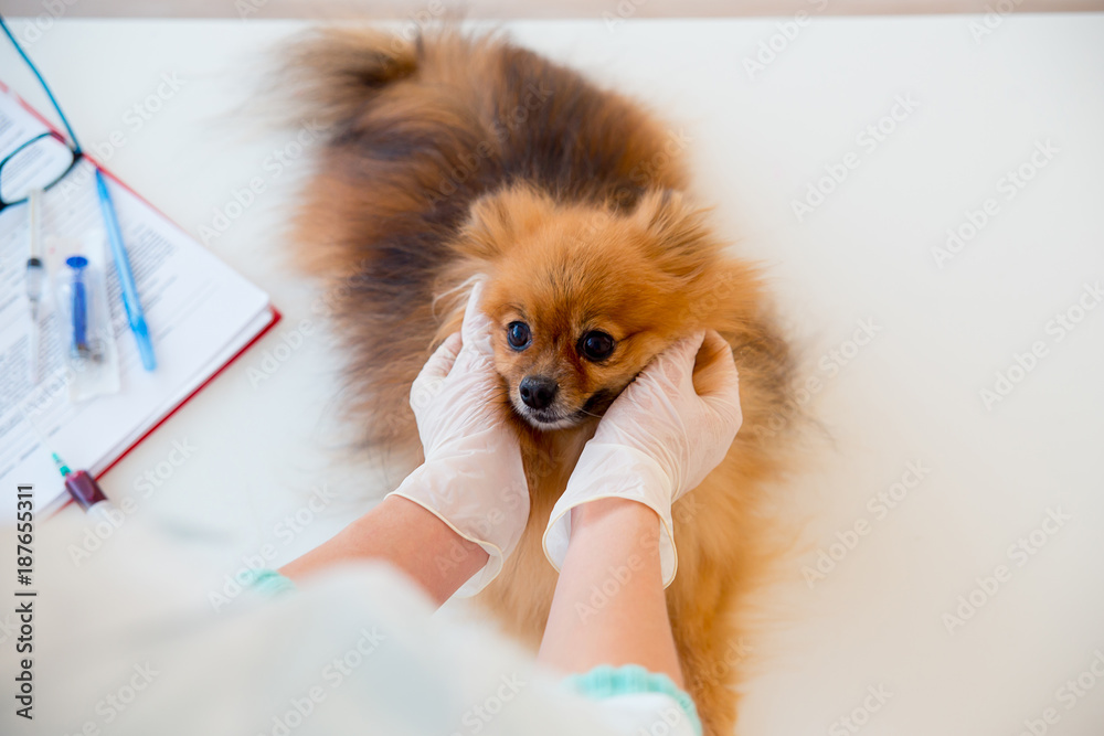 Dog with a vet Stock Photo | Adobe Stock