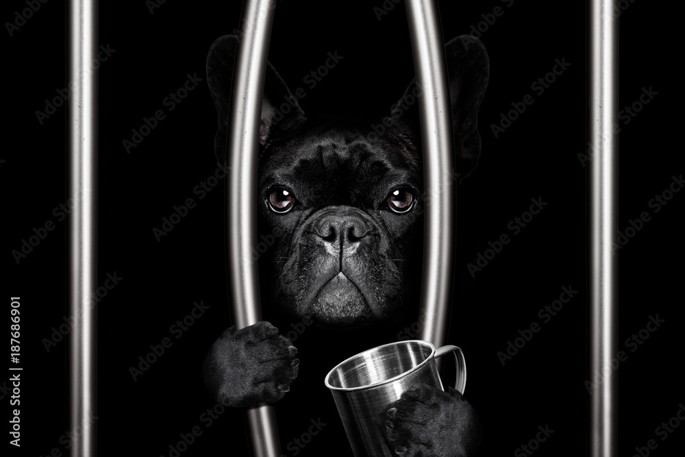 dog behind bars in jail prison Stock Photo | Adobe Stock