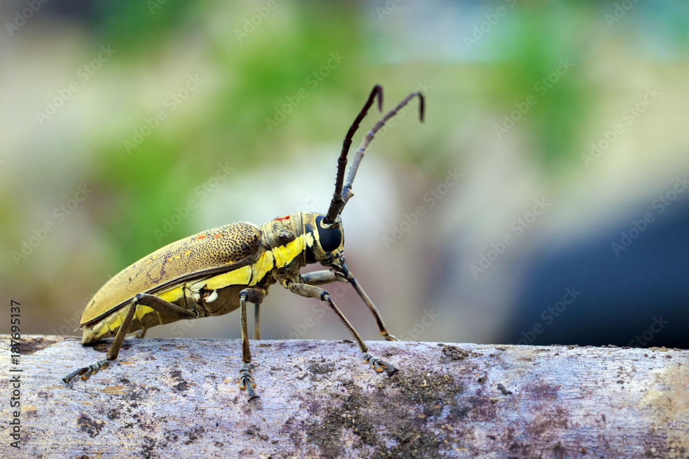 Image of Spotted Mango Borer(Batocera numitor) on a timber. Beetles ...
