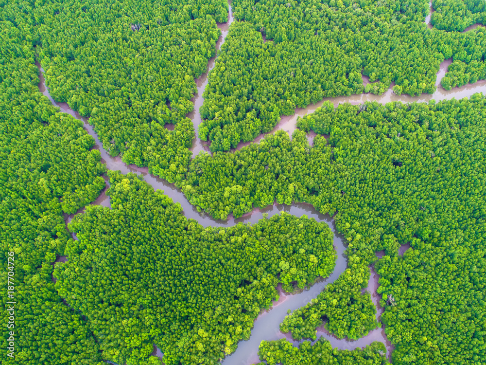 top view tree, beautiful background ,aerial view , mangrove forest ...
