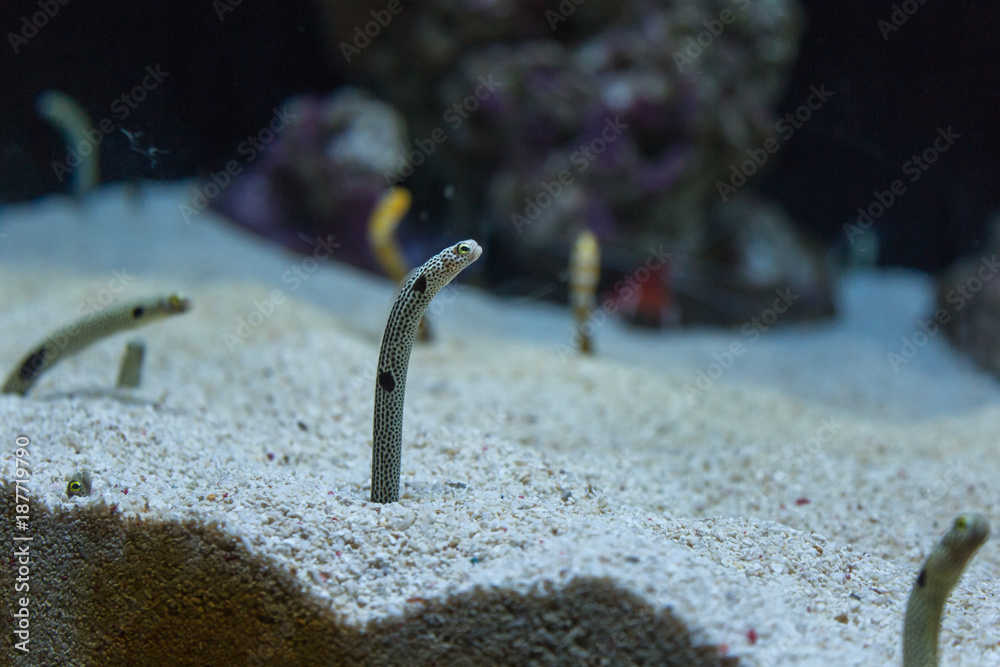 Spotten Garden Eel Rising from Burrow inside Marine Aquarium Stock ...