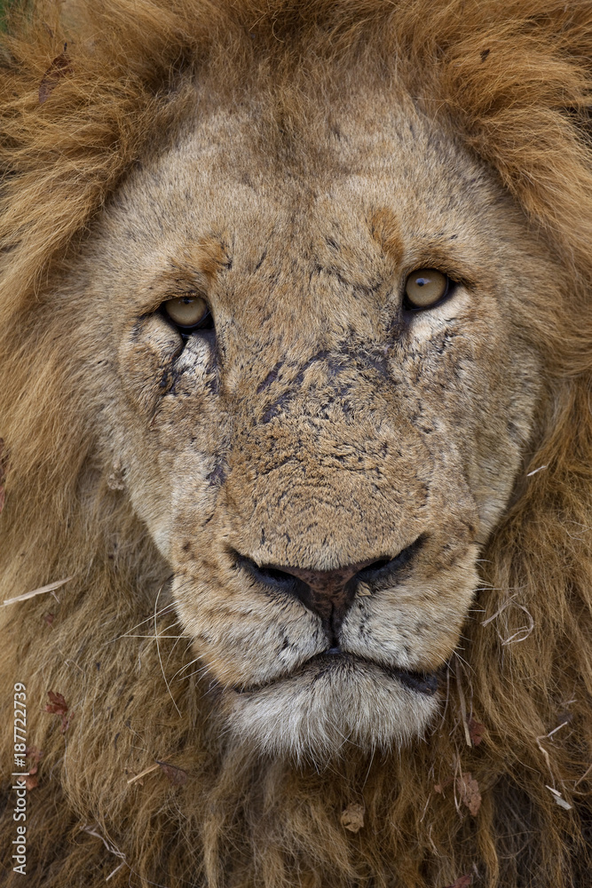 Male Lions Face