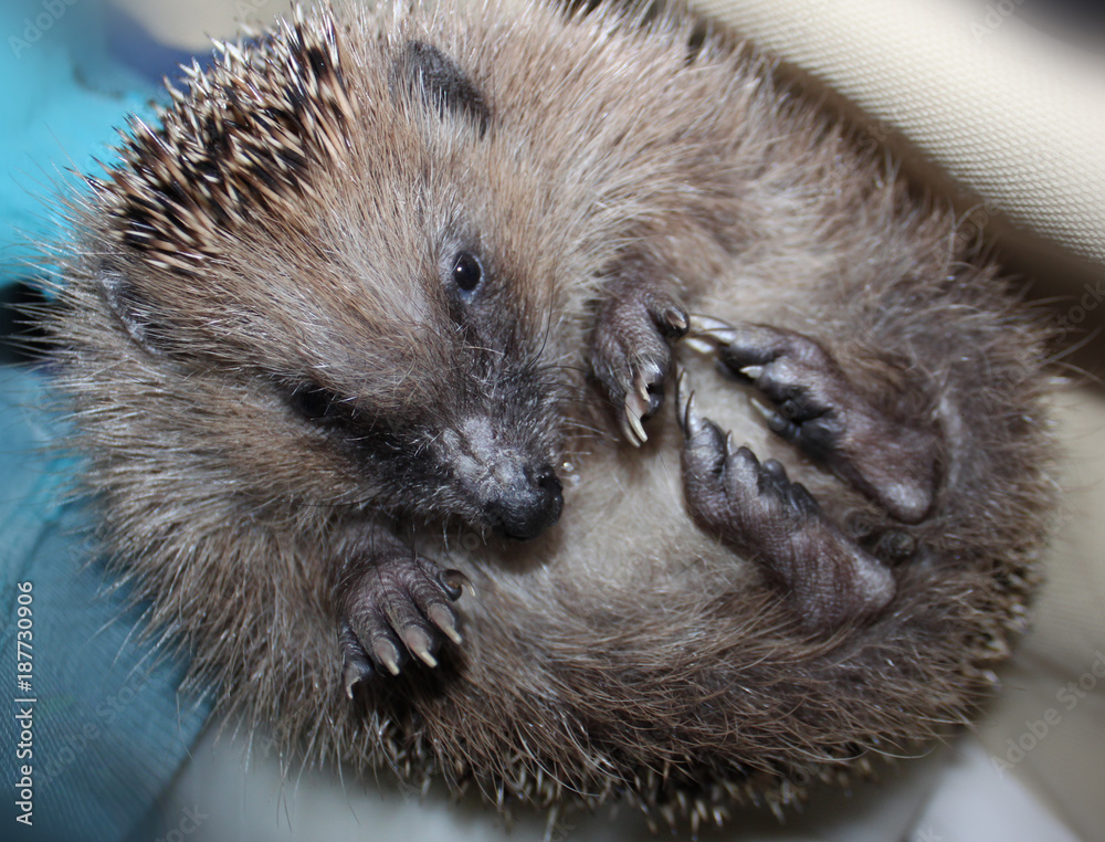 Igel Portrait mit Gesicht, Nase und Füße Stock Photo | Adobe Stock