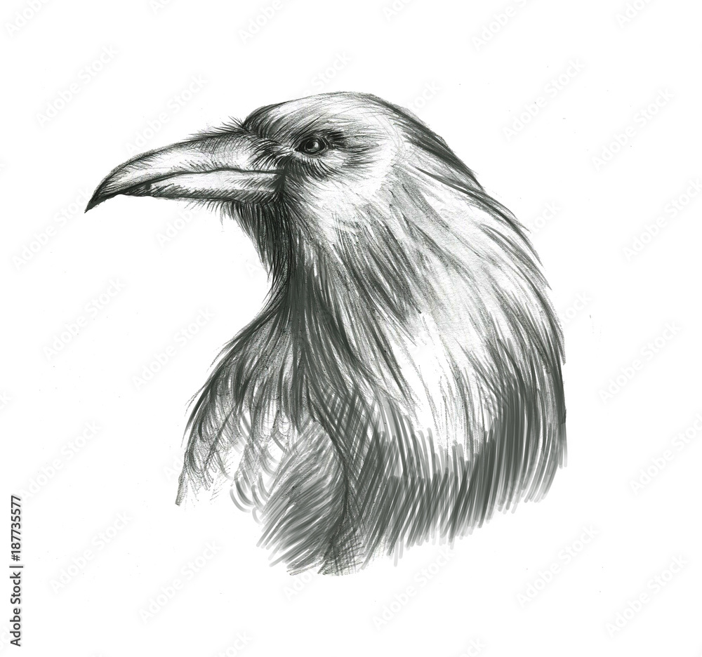 Hand-drawn line art portraits of the raven in graphic style. Tattoo ...