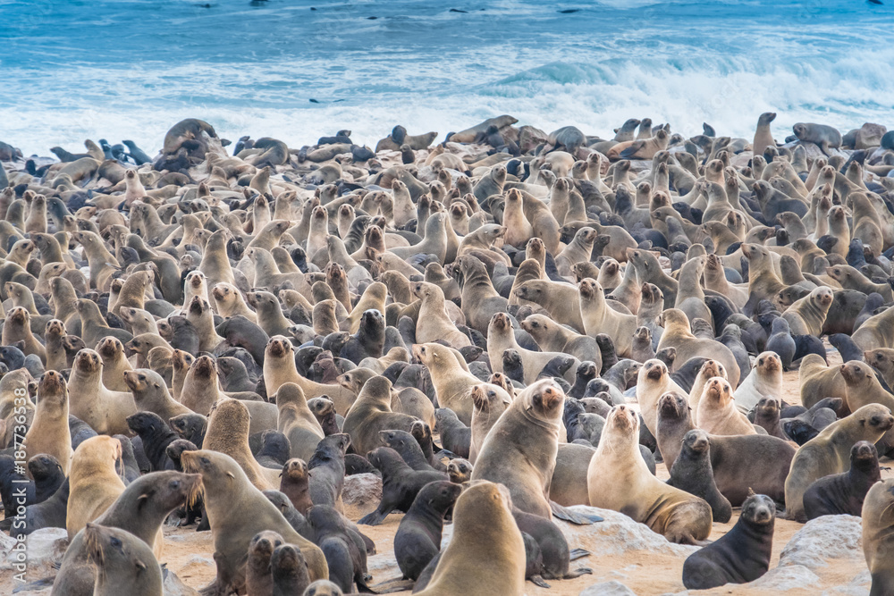 Huge Seal Colonies, Cape Cross Seal Reserve in the Skeleton Coast ...