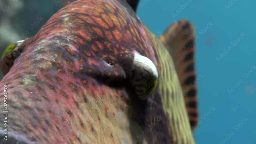 Vidéo Stock Close-up toothy Balistidae fish Titan Triggerfish ...