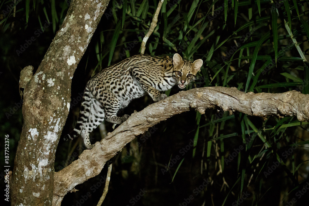 Stockfoto Very rare ocelot in the night of brazilian jungle, endangered ... Stockfoto Very rare ocelot in the night of brazilian jungle, endangered ...