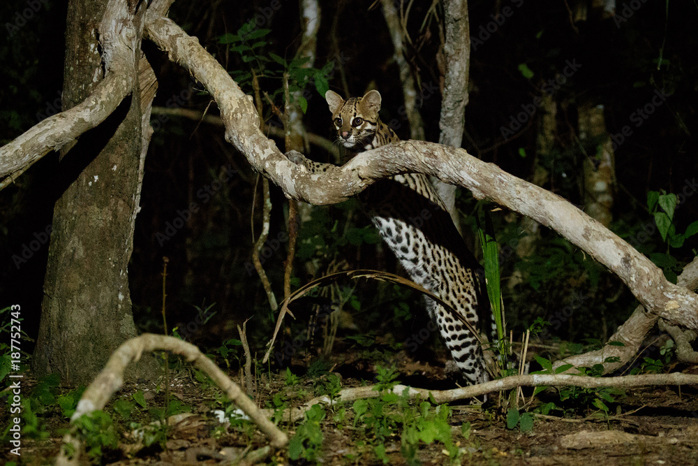 Foto de Very rare ocelot in the night of brazilian jungle, endangered ...