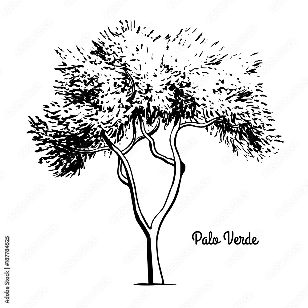 Vector sketch illustration. Black silhouette of Palo Verde or Paloverde ...