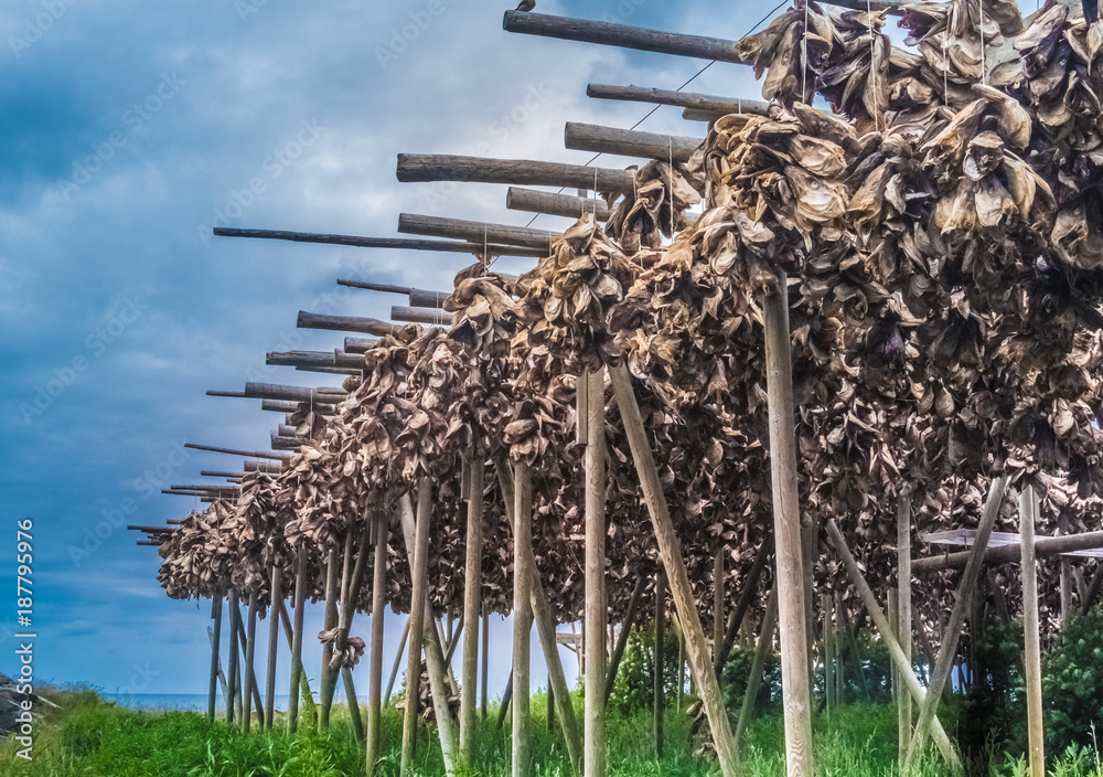 Cod drying fish flake, Sakrisoya, Reinefjord, Lofoten Islands, Nordland ...