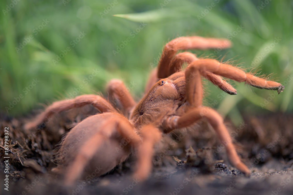 Aranha Tarântula (Pterinochilus murinus) em Angola Stock Photo | Adobe ...