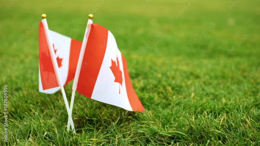 Flag of Canada on green grass. Canadian flag on the lawn. Stock Video ...