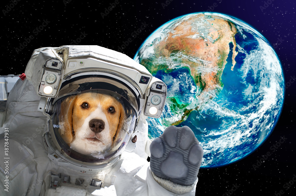 Doge Astronaut
