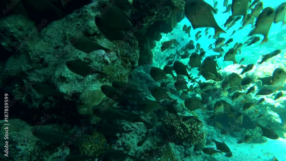 school of Dusky Sweeper swims near coral reef, Red sea, Dahab, Sinai ...