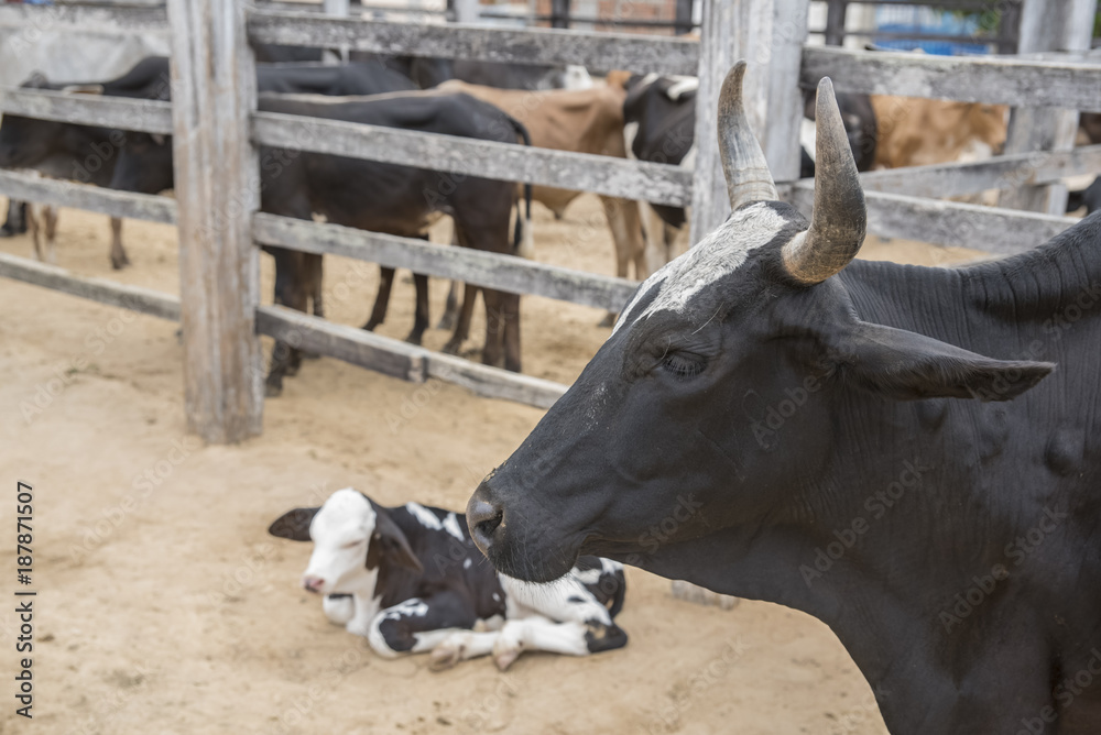 Vaca preta com chifres grande e bezerro Stock Photo | Adobe Stock