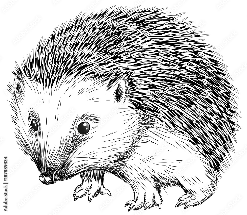 Niedlicher Igel - Vektor-Illustration Stock-Vektorgrafik | Adobe Stock