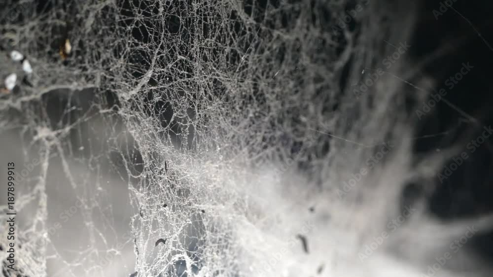 The spider web. The cobweb in the attic in the old house. The old ...