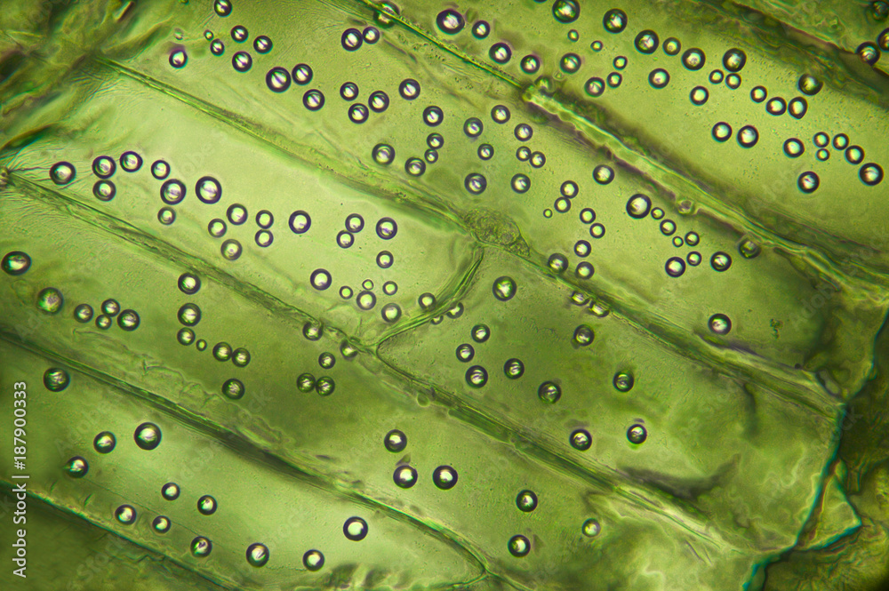 Plant tissue, plant cells under a microscope Stock Photo | Adobe Stock