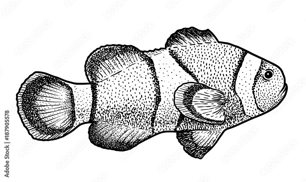 Clown fish illustration, drawing, engraving, ink, line art, vector ...