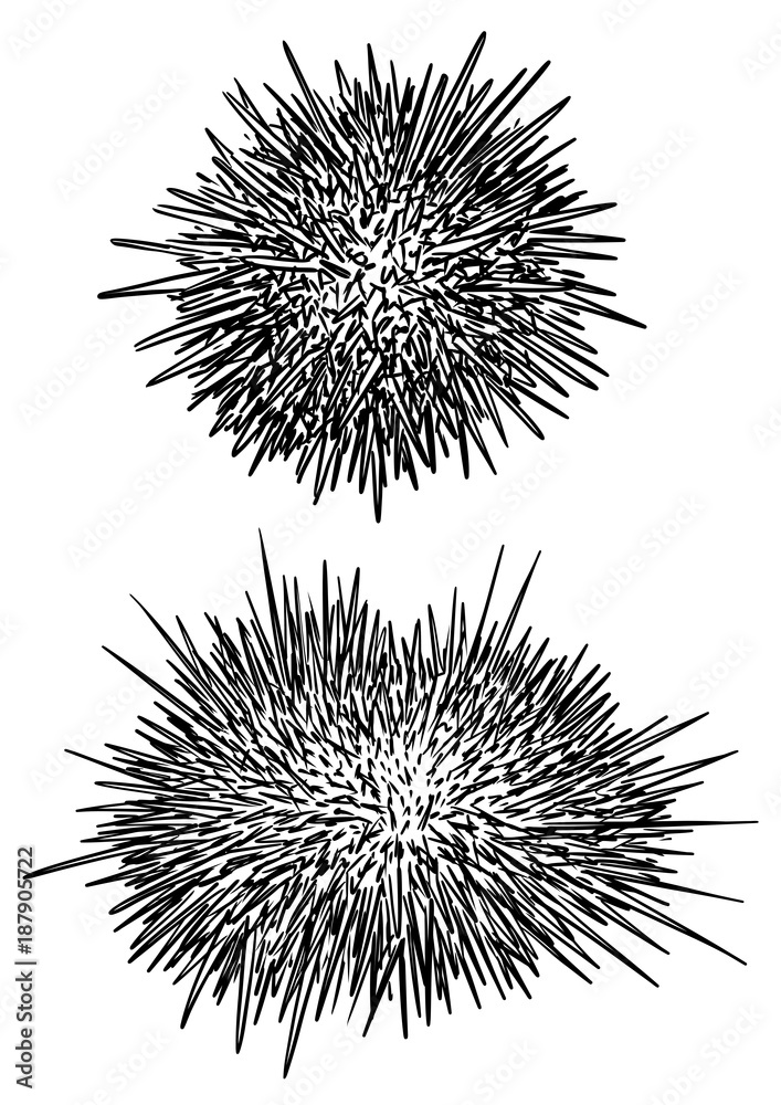Sea urchin illustration, drawing, engraving, ink, line art, vector ...