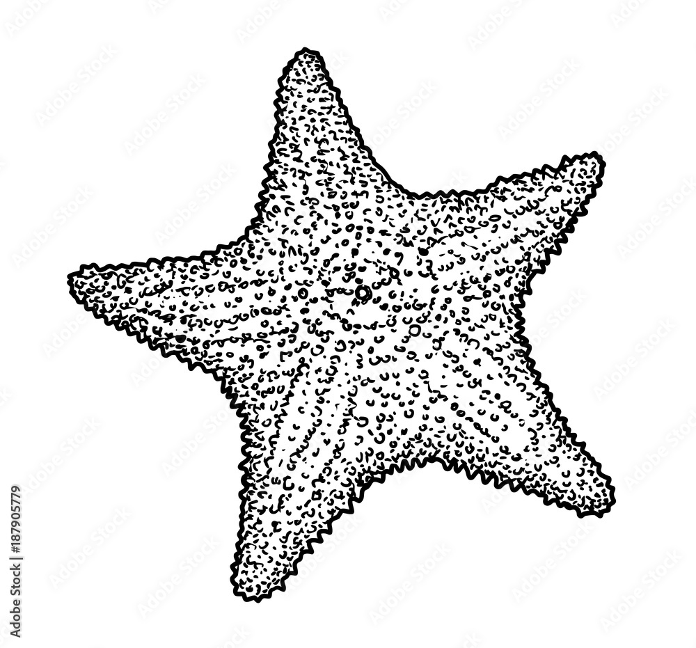 Starfish illustration, drawing, engraving, ink, line art, vector Stock ...