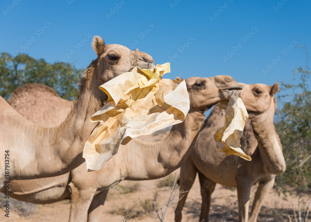 wild camels in the hot dry middle eastern desert eating plastic garbage ...