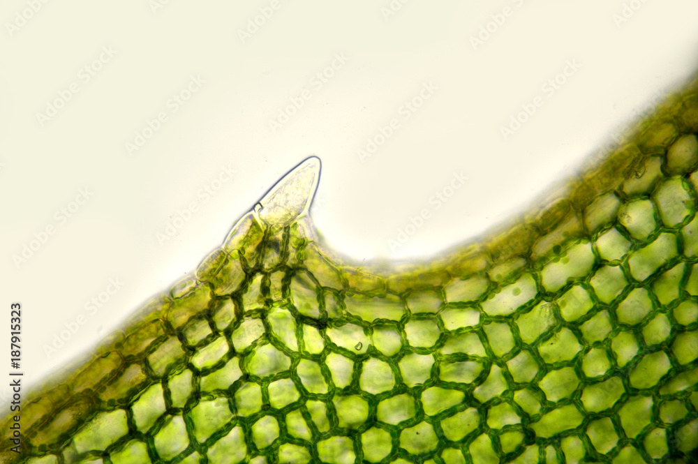 Plant tissue, plant cells under a microscope Stock Photo | Adobe Stock