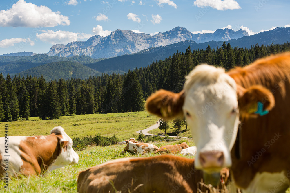 Kuh Stock-Foto | Adobe Stock