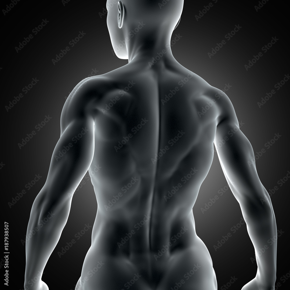 3d Muscular Female Figure With Close Up Of Back Muscles Stock Illustration Adobe Stock
