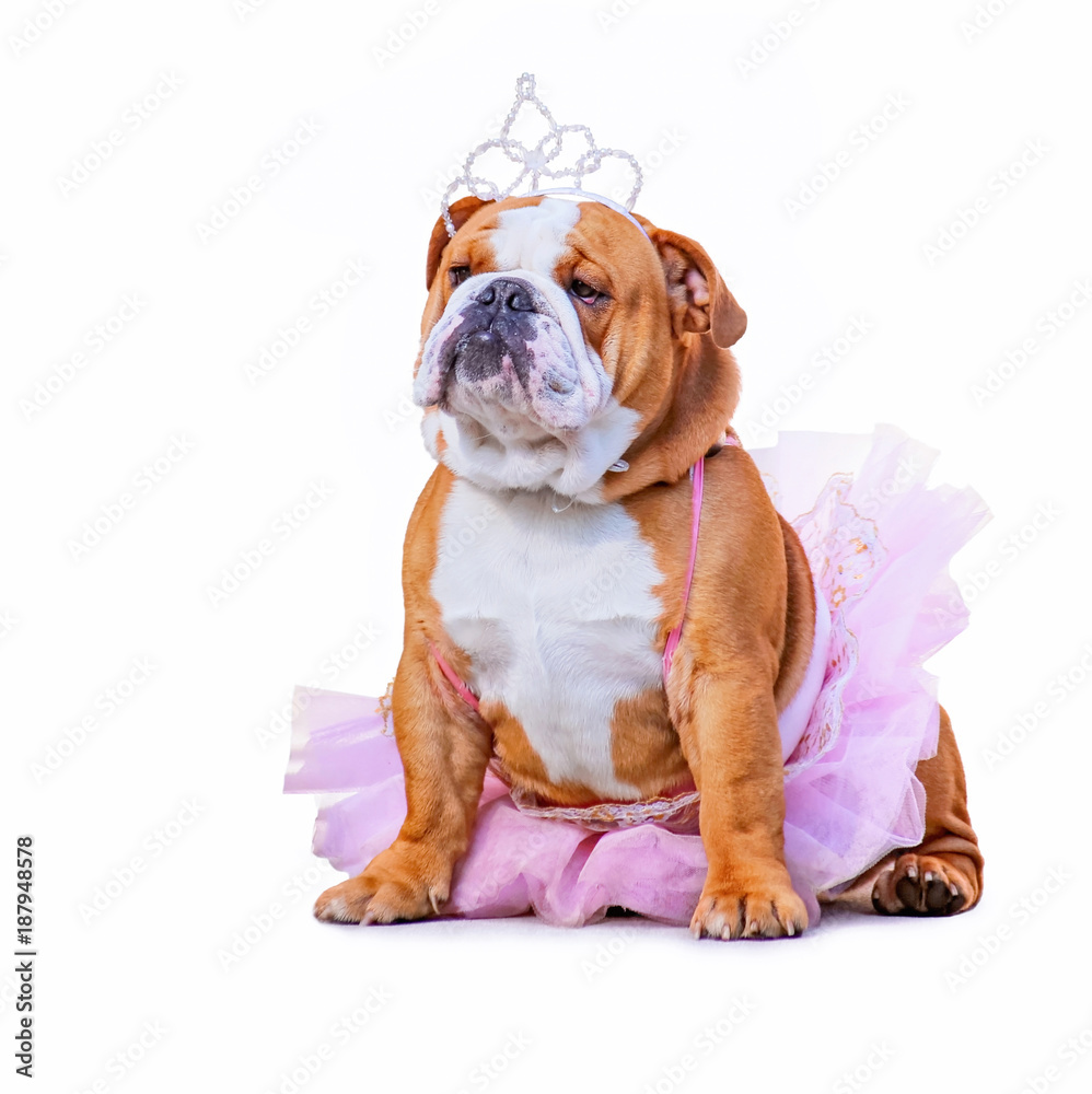 cute bulldog dressed up in a pink tutu and a princess tiara crown ...