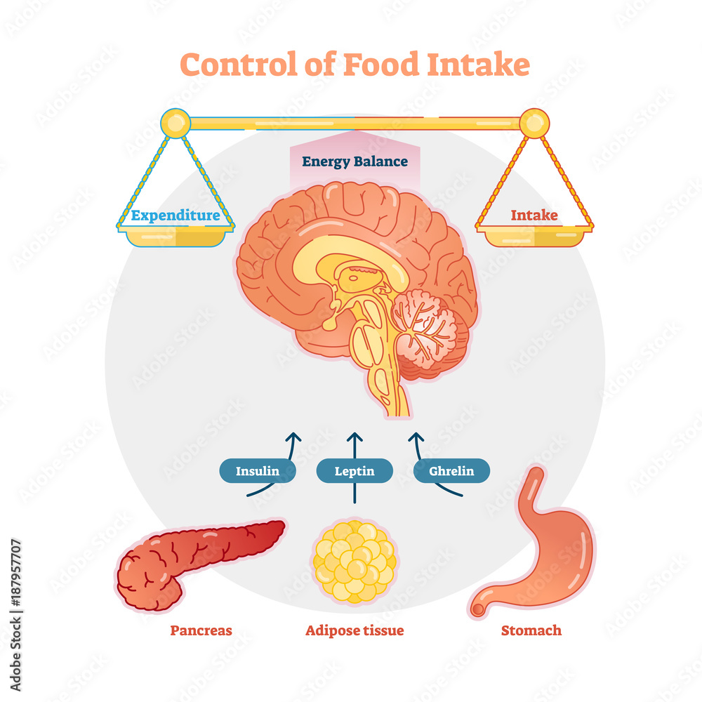 Food intake control vector diagram illustration, educational medical ...