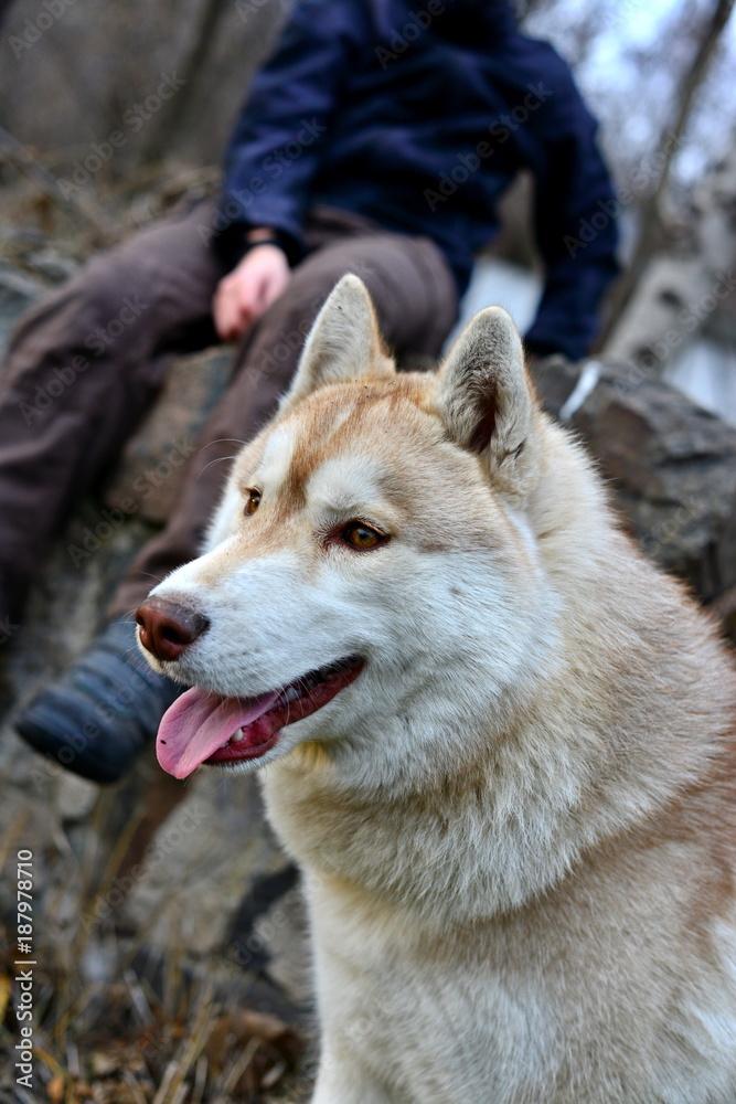 a Husky dog ??licks his small host's face in the park, a concourse of ...