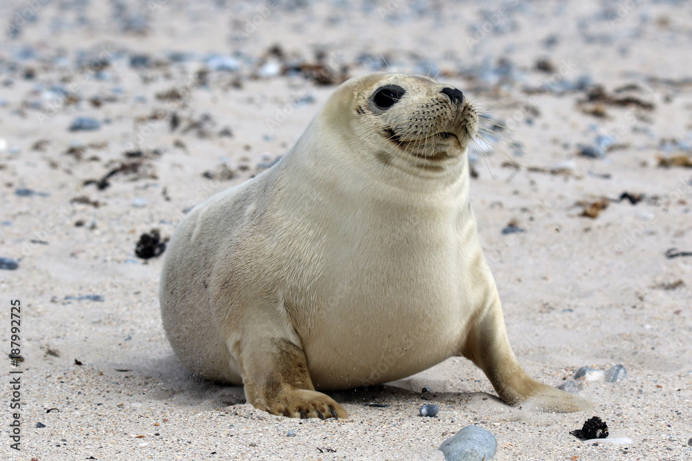 Drollige Robbe am Strand Stock Photo | Adobe Stock