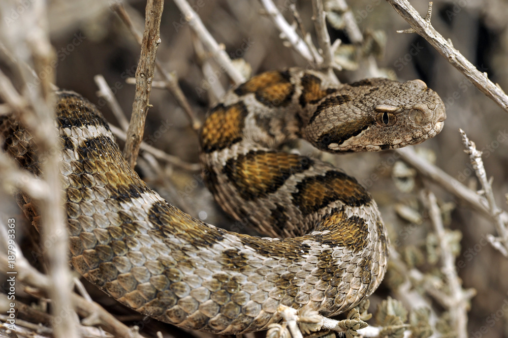 Wagners Bergotter (Montivipera wagneri) - Wagner's viper Stock Photo ...