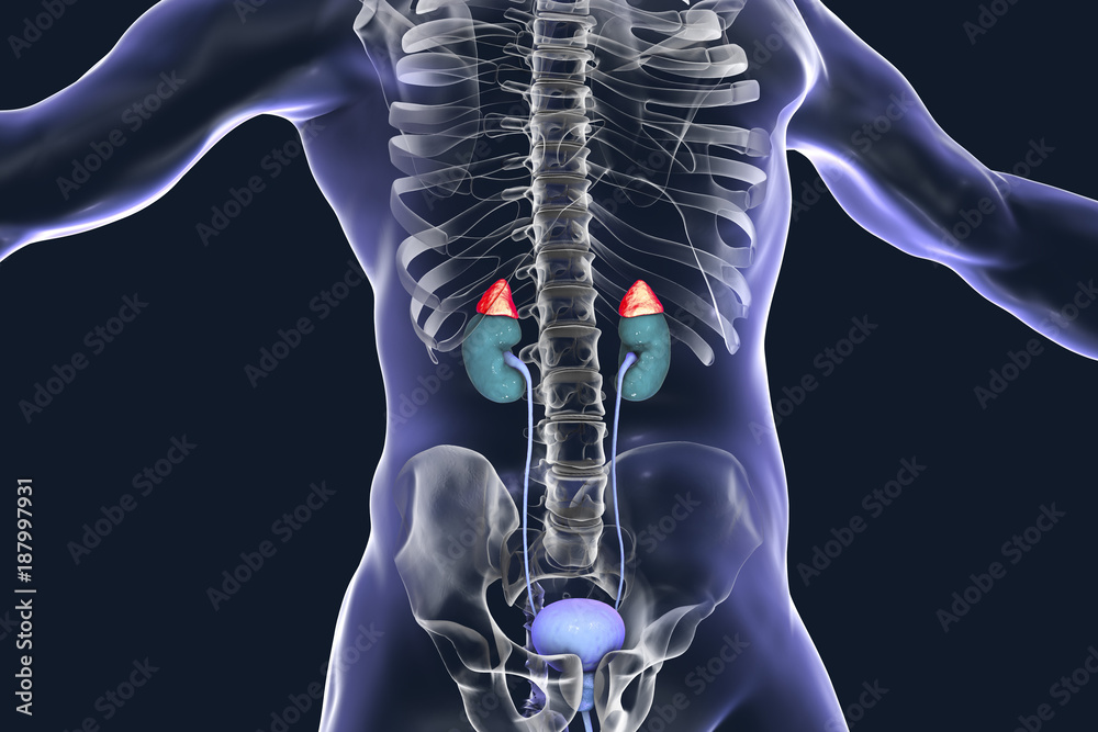 Adrenal glands highlighted inside human body, 3D illustration Stock ...