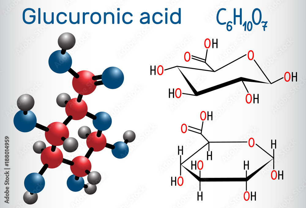 Glucuronic acid molecule, plays an important role in the metabolism of ...