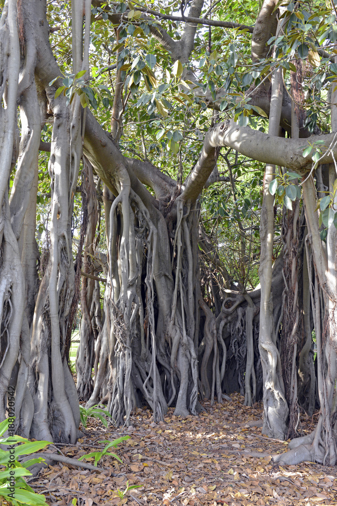 Prop Roots Of Banyan Tree