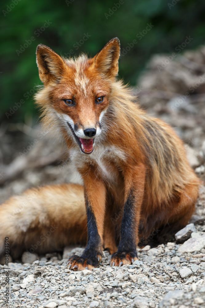 Beautiful Red Fox Eyes
