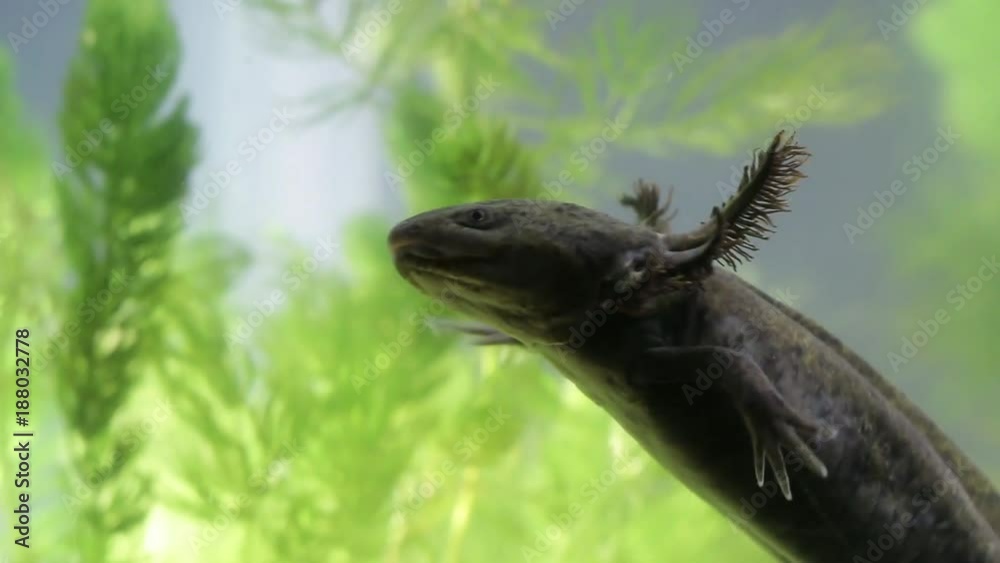Vidéo Stock Mexican axolotl, the most mysterious and promising neotenic ...