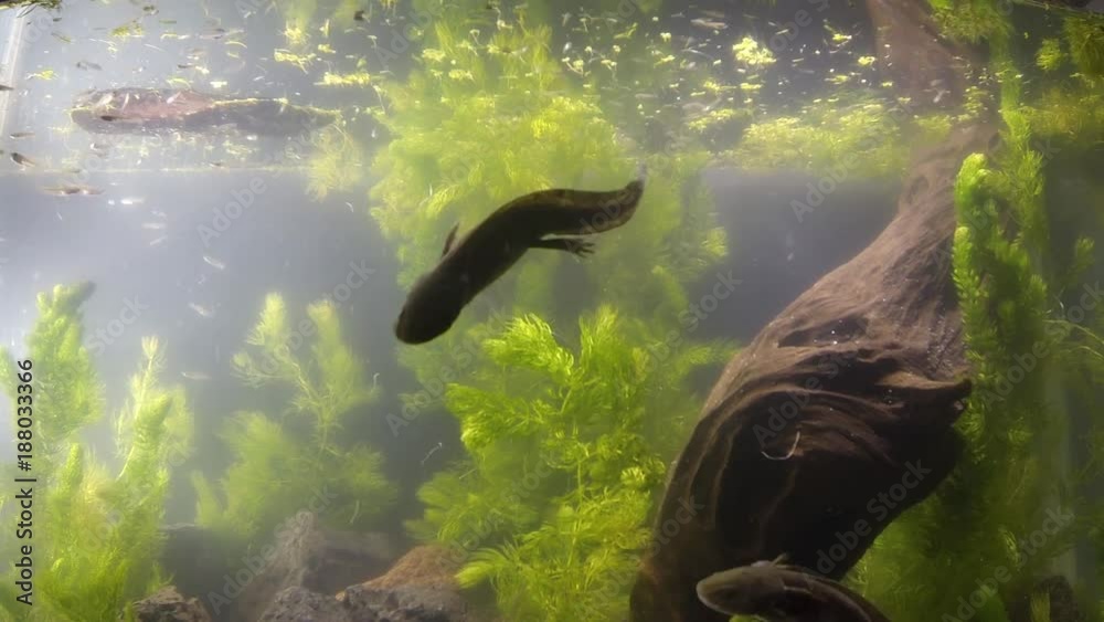 Mexican axolotl, the most mysterious and promising neotenic salamander ...