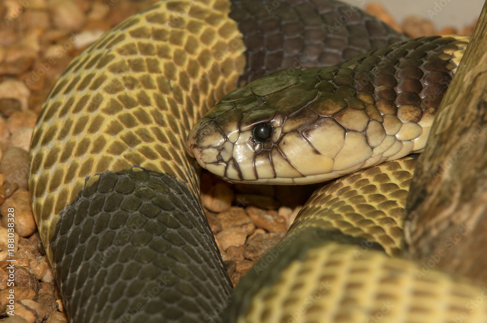 Banded Egyptian Cobra