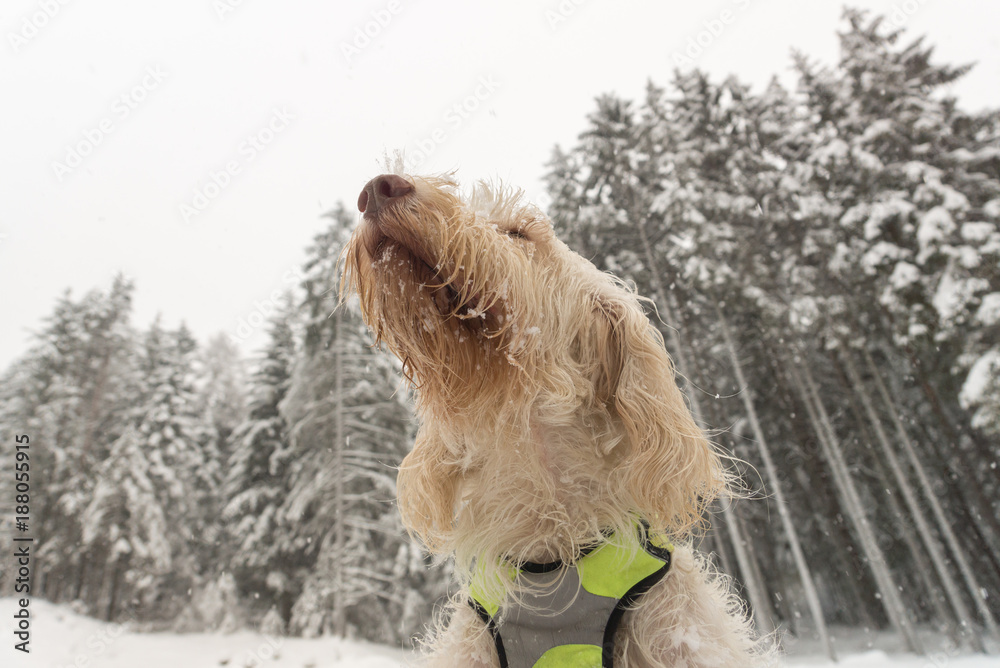 Portrait of a white young wire-haired dog of spinone italiano breed ...