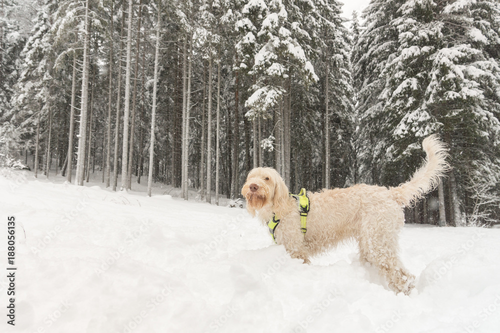 Portrait of a white young wire-haired dog of spinone italiano breed ...