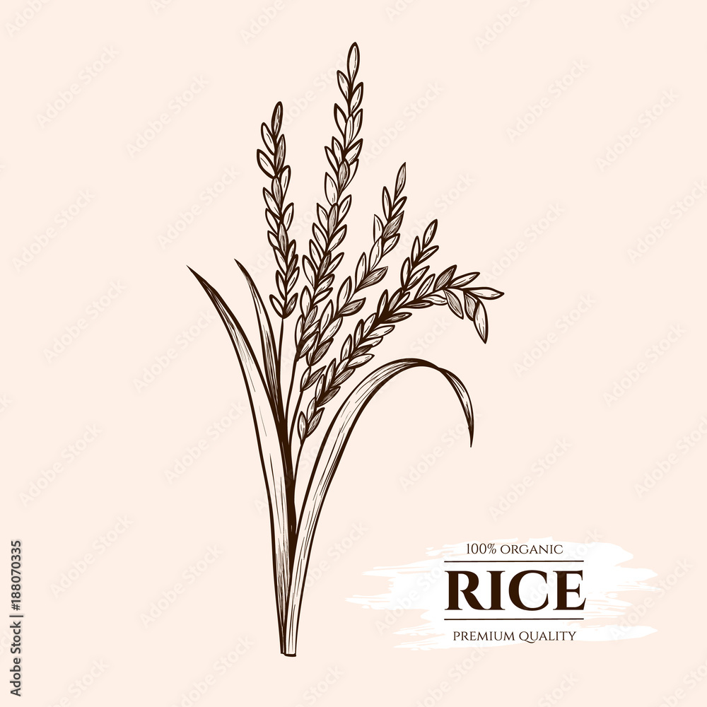 Vector rice hand drawn sketch . Sketch vector illustration. Vintage ...