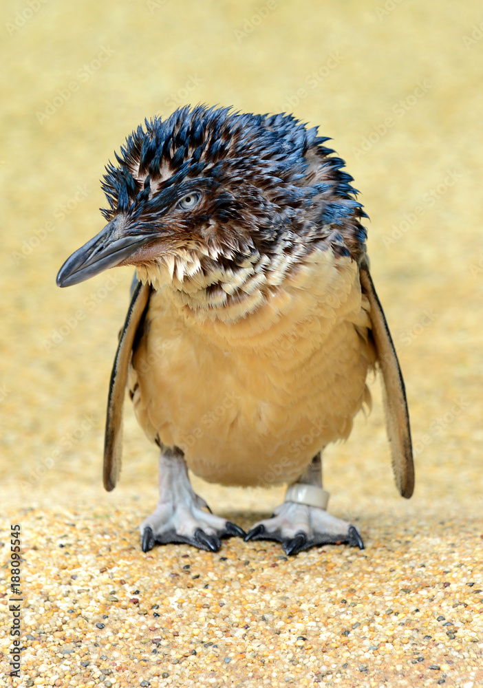 Little Penguin also known as Blue Penguin found in coastal areas in ...