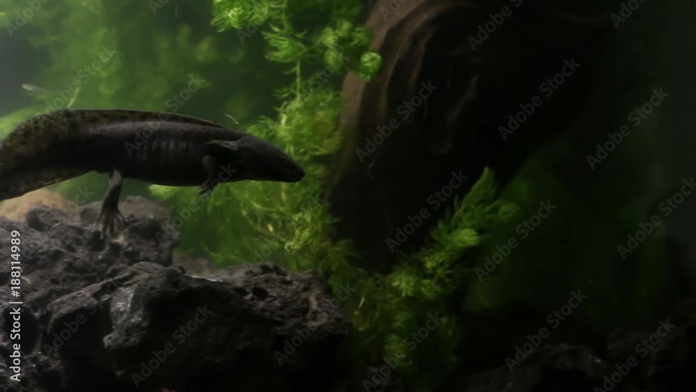 Vidéo Stock Mexican axolotl, the most mysterious and promising neotenic ...