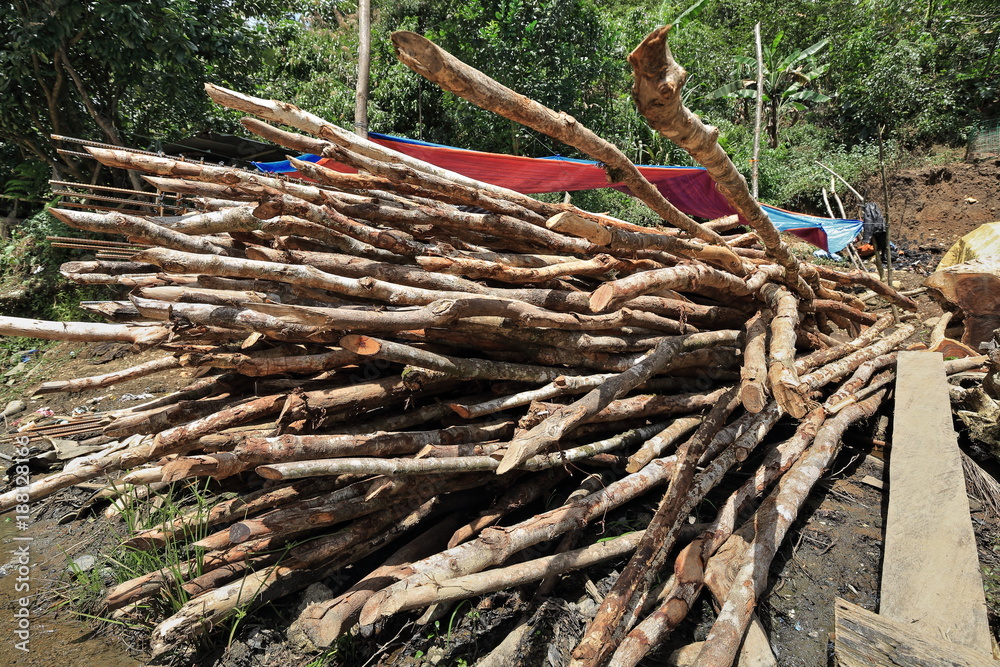 Fresh-cut logs in open air drying naturally. Bocos barangay-Banaue ...