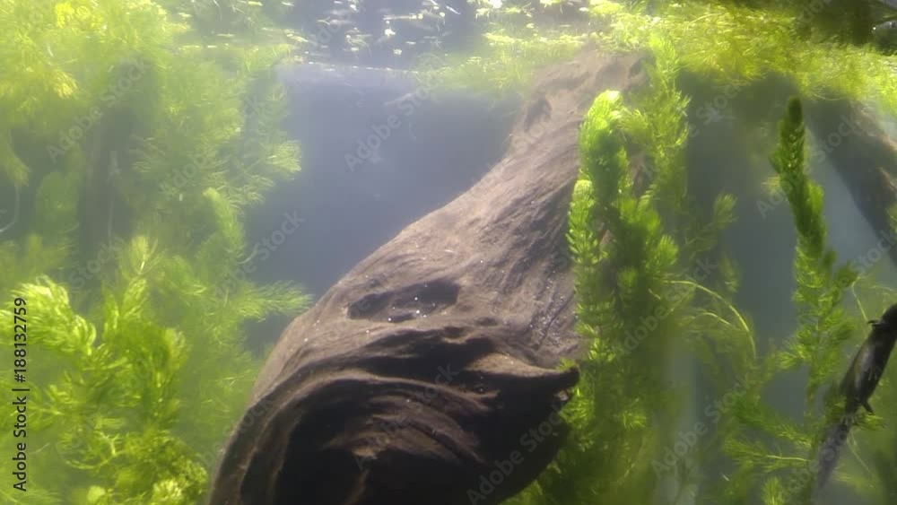 Mexican axolotl, the most mysterious and promising neotenic salamander ...
